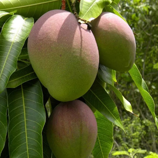 Kent Mangoes | Saipei Foods